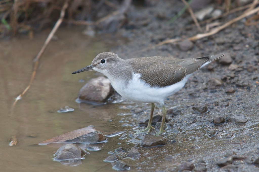 Wonderful Welsh Bird Names – Dan Rouse